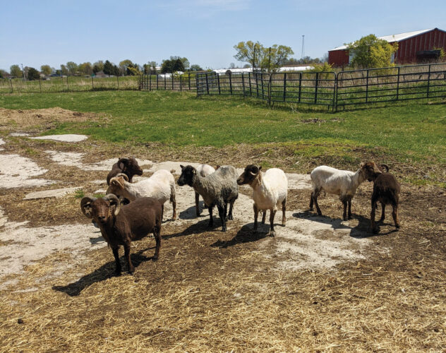 Keeping Shetland Sheep – Mother Earth News